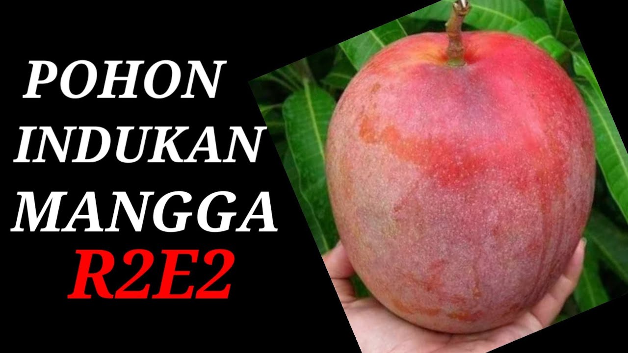 POHON MANGGA R2E2, INDUKAN - YouTube