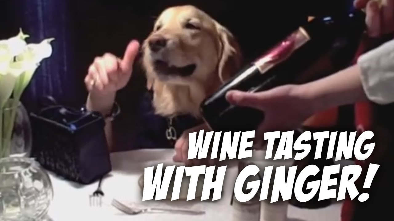 Wine Tasting with Ginger - dog eats with hands golden retriever - YouTube