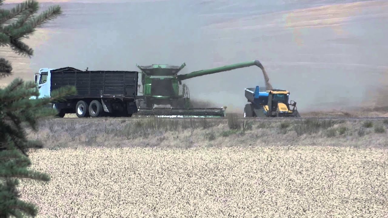 Combine transfers wheat to bankout wagon - YouTube