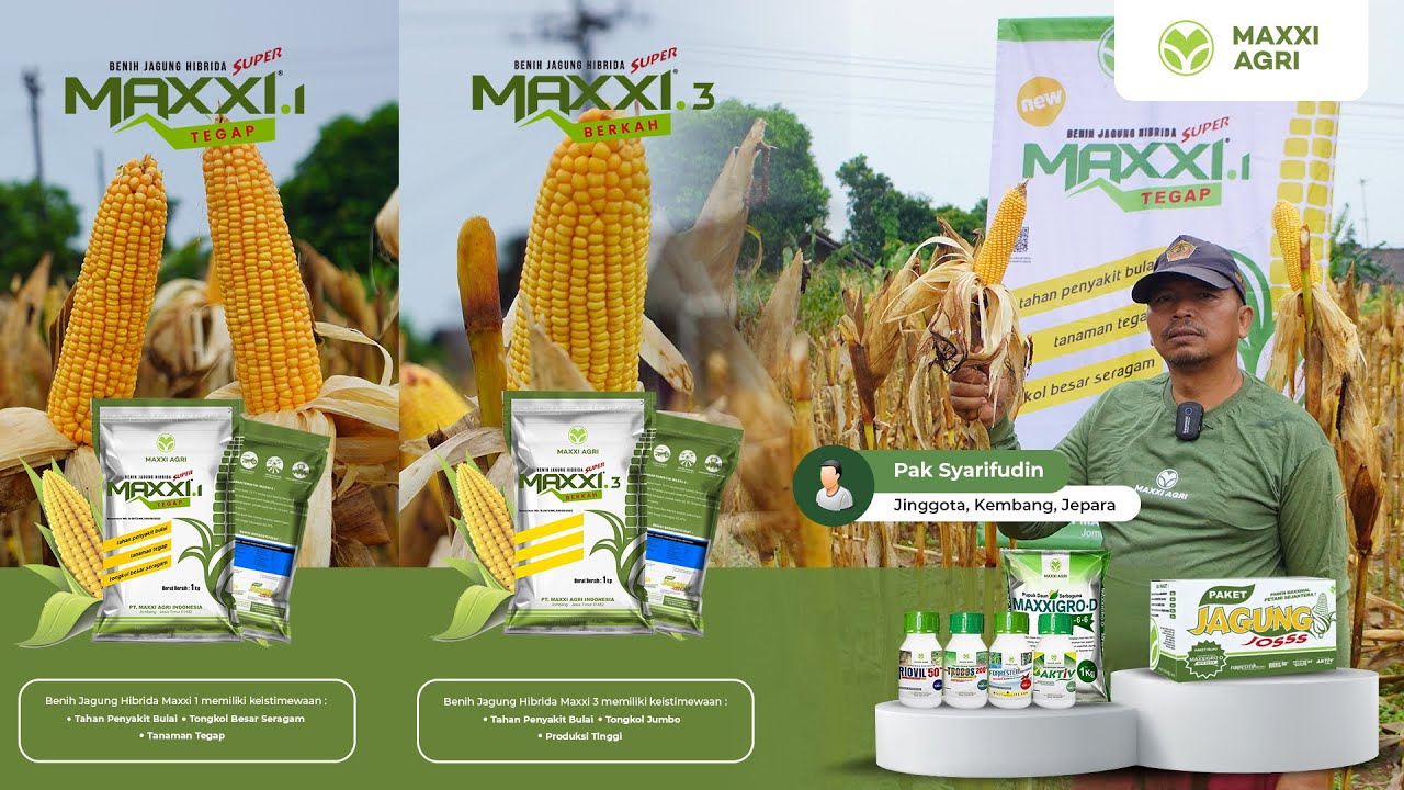 MAXXI AGRI || PANEN JAGUNG MAXXI 1 DAN MAXXI 3, Hasil #super #gemoy dan ...