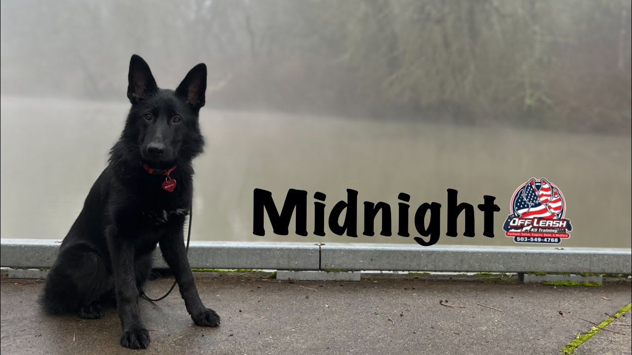 Midnight | 6 mo. old | GSD | Portland Off Leash K9 Training | Best ...