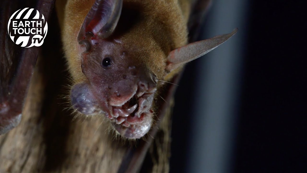 Sooty Mustached Bat
