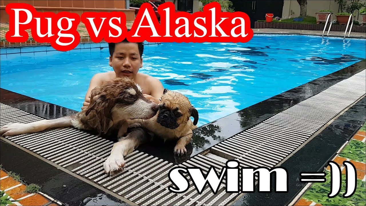 Lần đầu dẫn Alaska Sam đi hồ bơi - Thử xem chó Pug Bư và chó Alaska Sam ...
