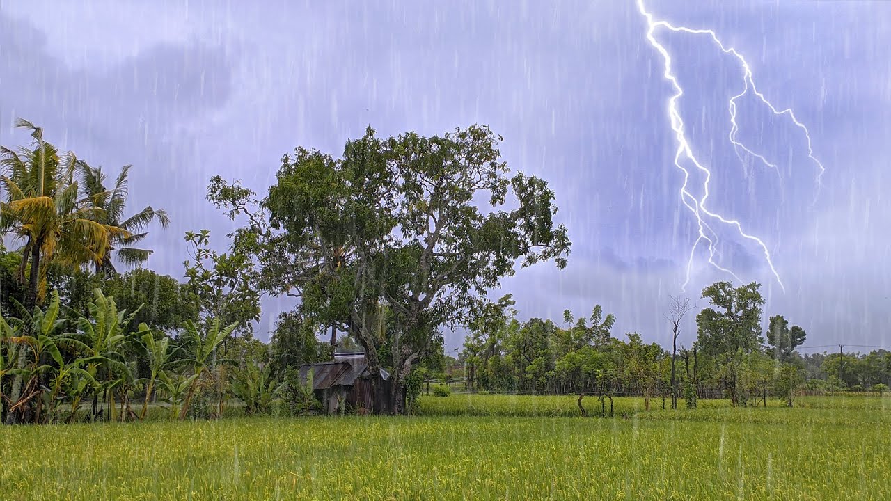 Walking Through Rain and Thunder in Morning | Exploring Rice Fields in ...