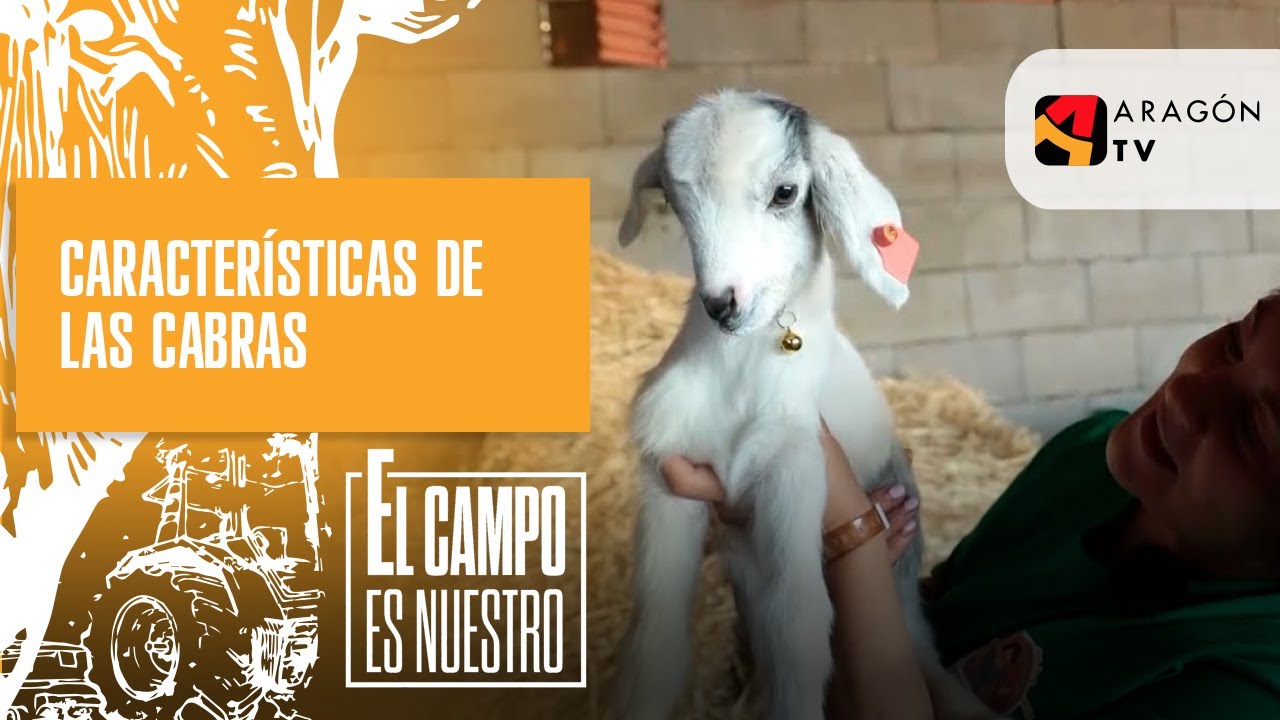 Características de las cabras - YouTube
