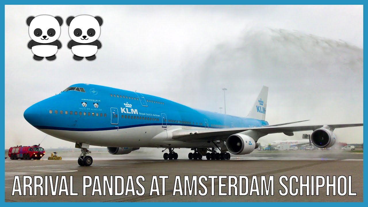 Arrival of pandas at Schiphol / Aankomst panda's op Schiphol - YouTube