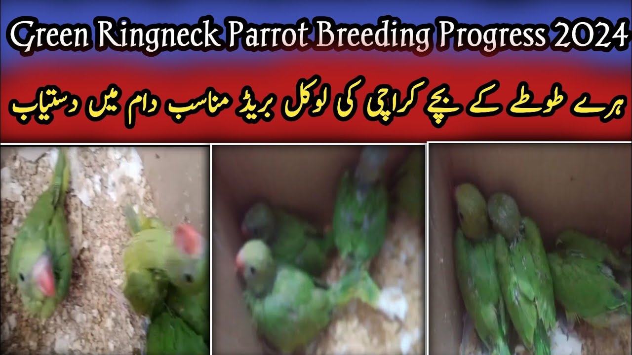 Green Ringneck Parrot Breeding Progress 2024|Green Ringneck Parrot ...