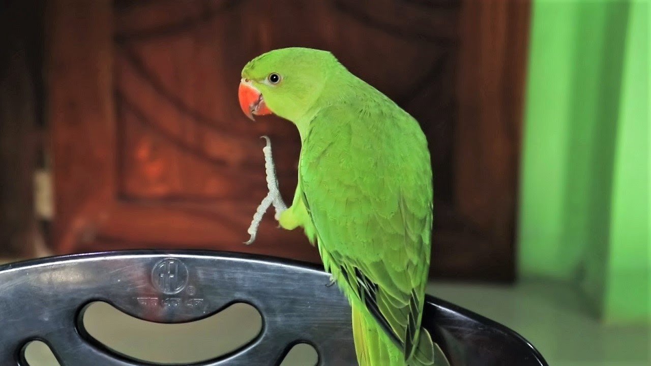 Natural Parrot Sounds | Parrot Screaming Sounds | Parrot Calling Sounds ...