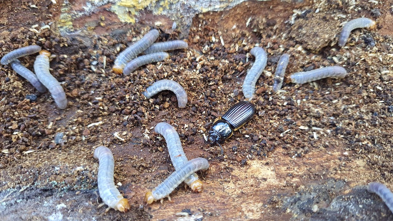 Larva da Madeira - Insetos esquisitos - YouTube