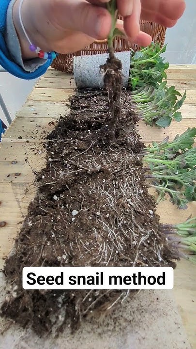 this is seed snail 🐌 a method I use to germinate a lot of seeds in very small space . - YouTube