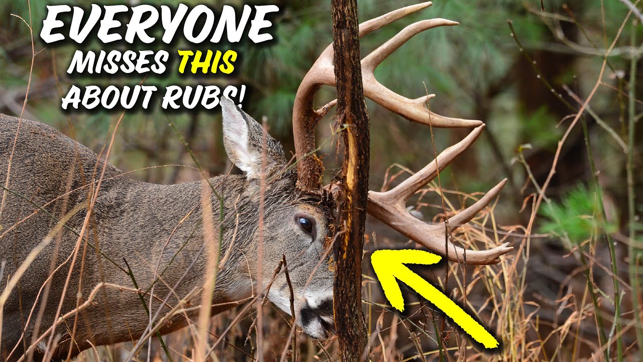 How Bucks REVEAL their RUT LOOP with Rubs! - YouTube