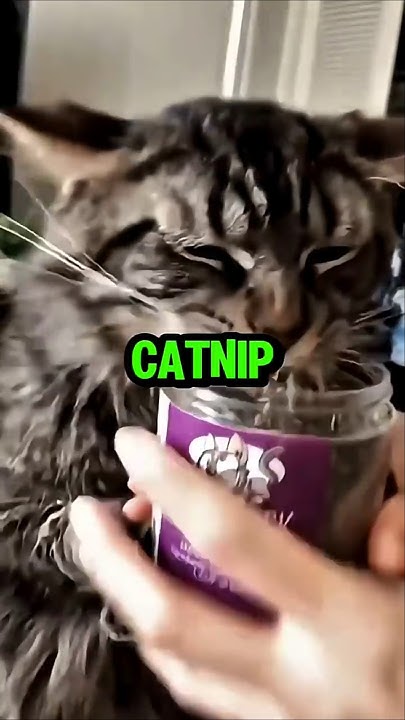 Cats Being Obsessed with Catnip 🍃🌿🤪#shorts #cats #funnyanimals - YouTube