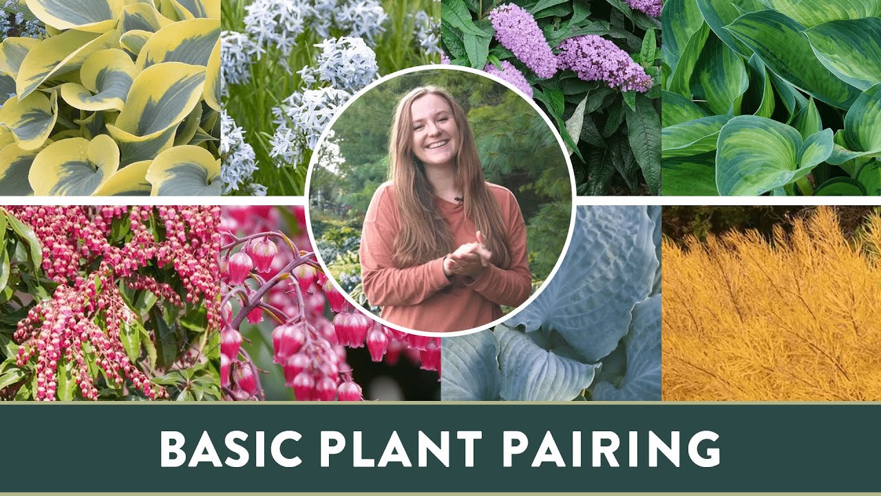 How Can You Pair Plants To Make Gardening Easier And Prettier Too ...