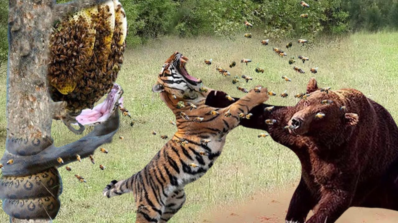 Too painful!African bees try to protect the nest when threatened by Python Humans, Bears, Eagles ...