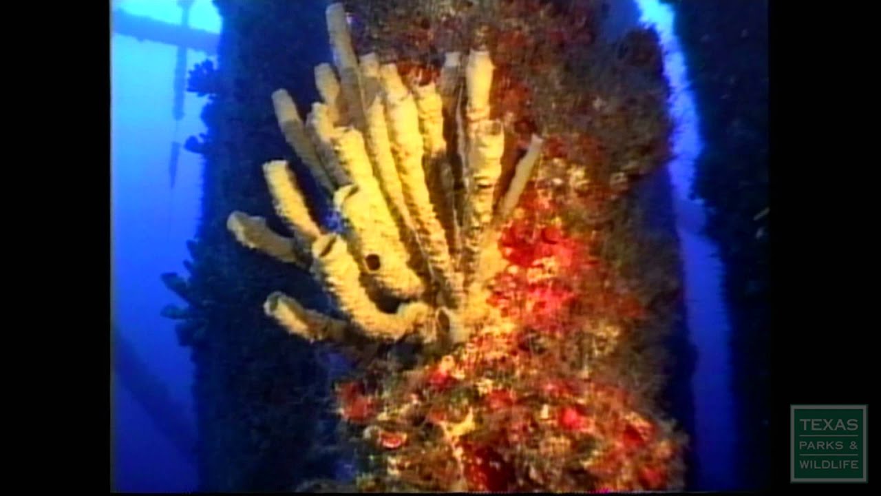 Liberty Ships, Artificial Reefs - YouTube