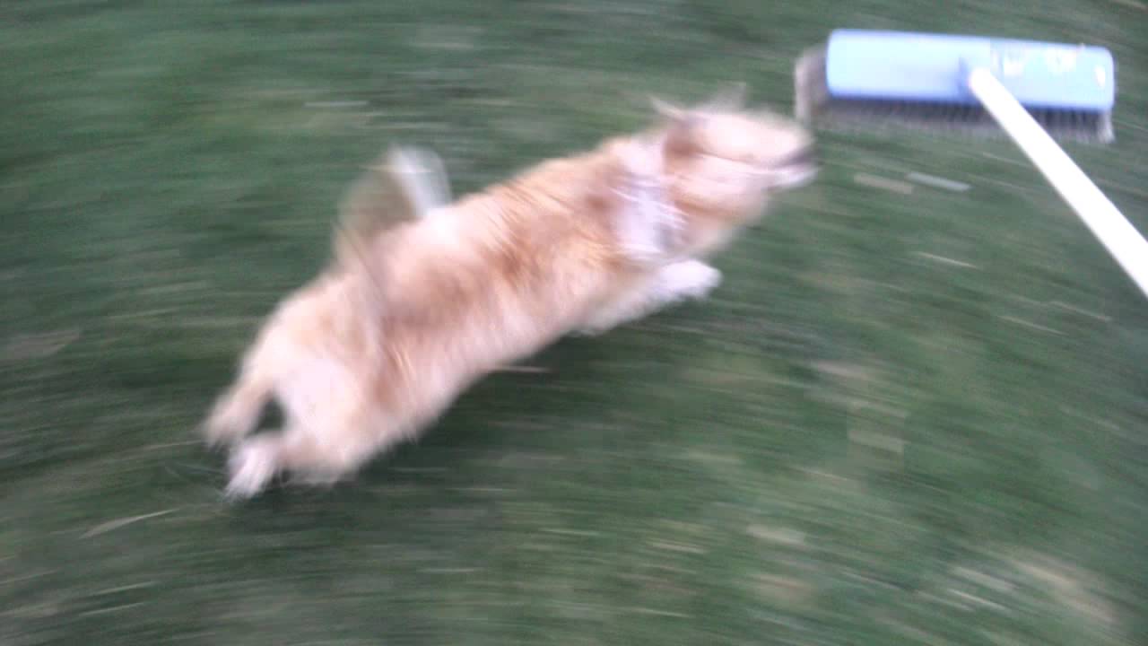 Dog Chasing Broom - YouTube