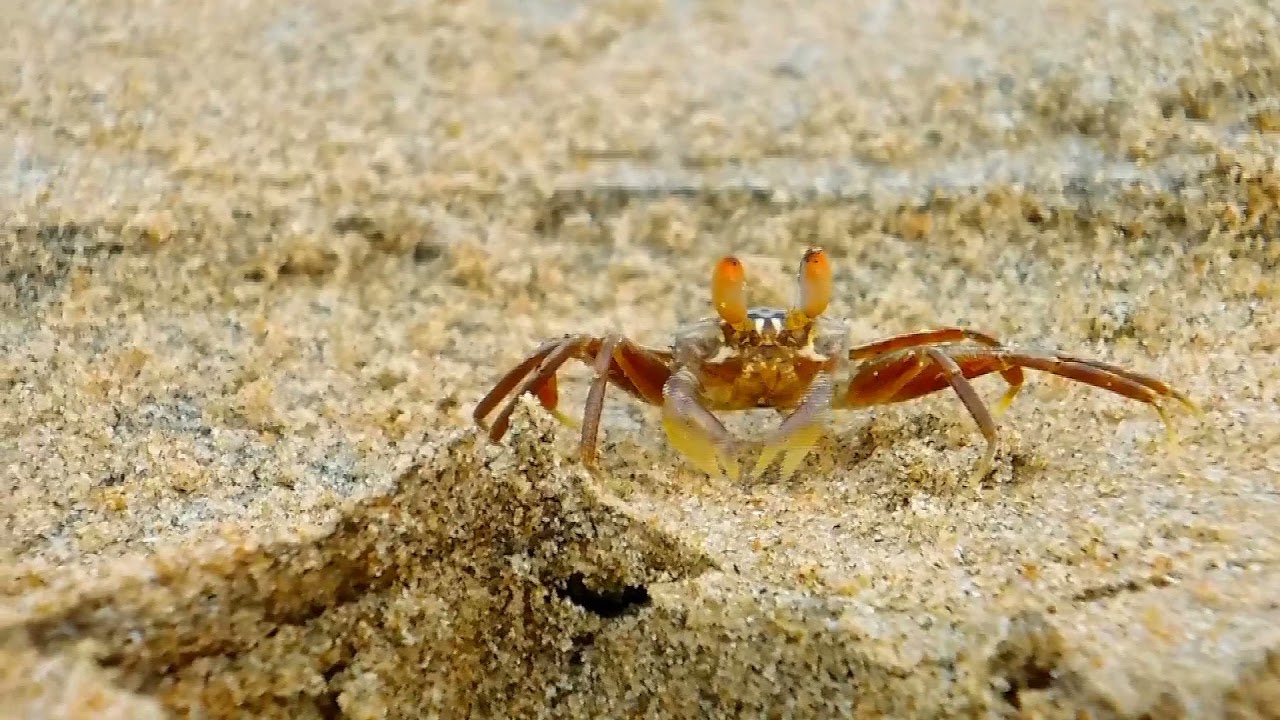 sea crab eating sand scene - YouTube