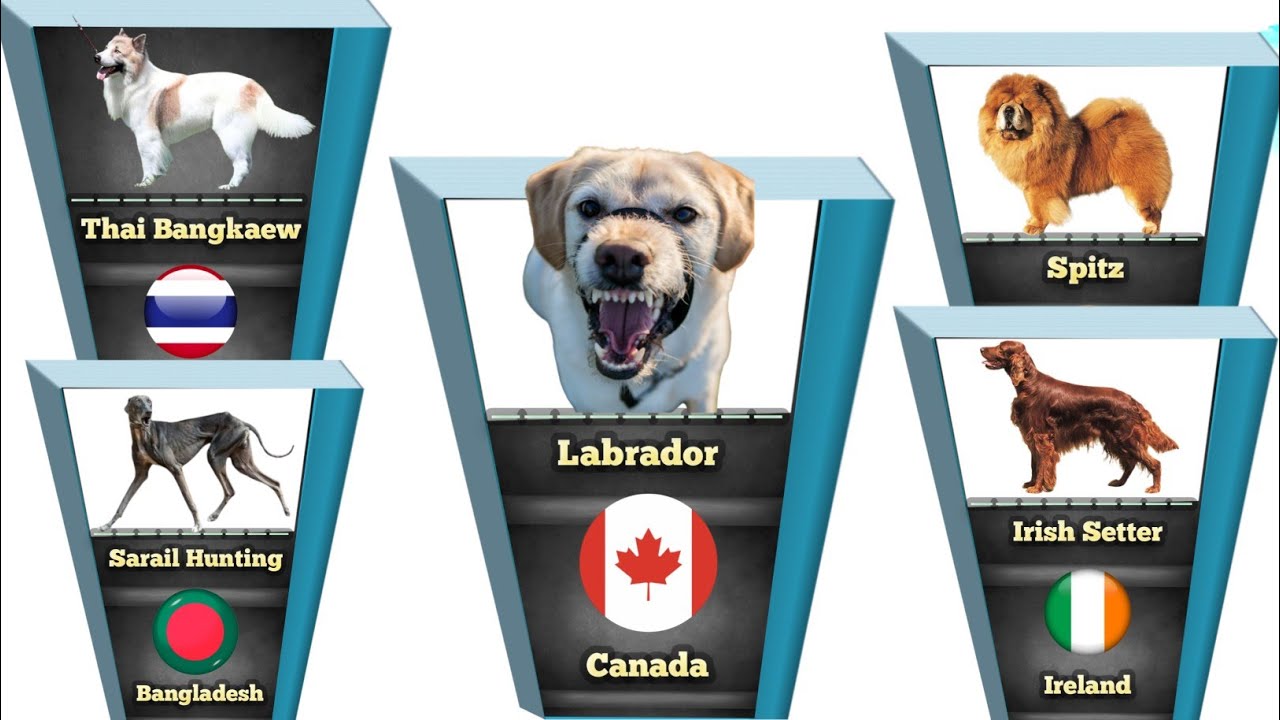 dog breeds from different countries | dog breeds in world - YouTube