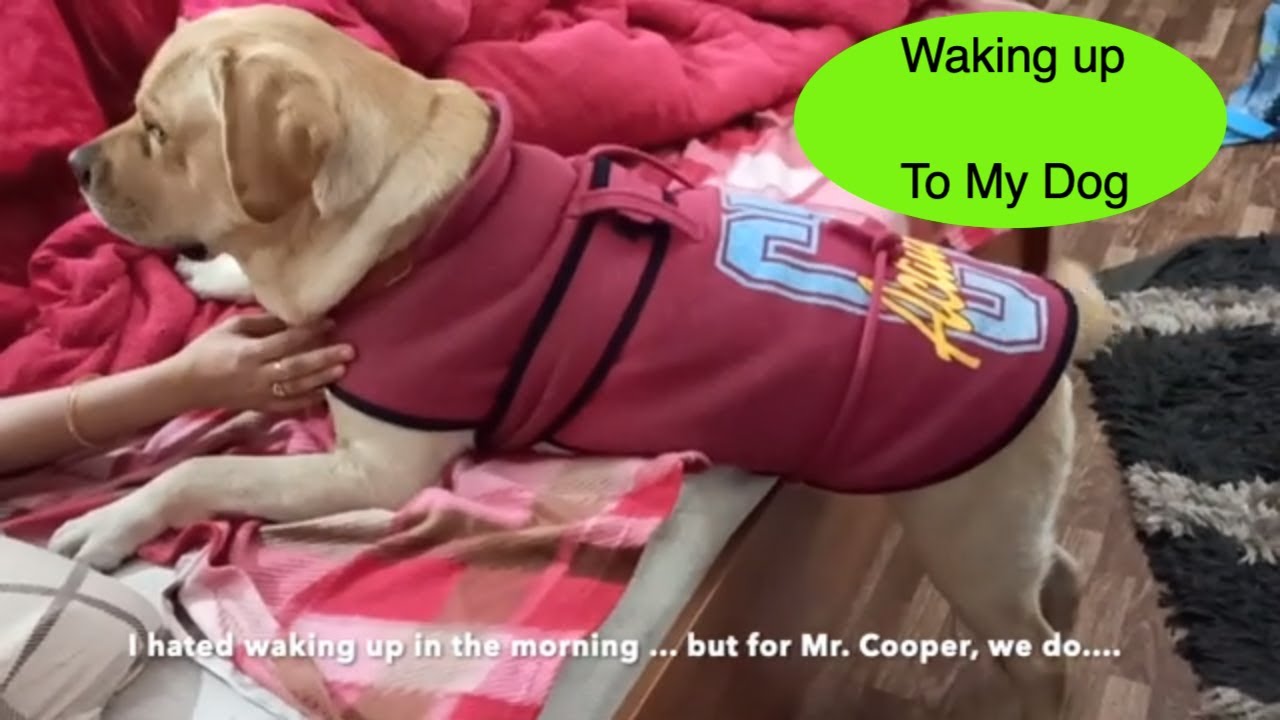 Labrador waking up owners for morning walk | labrador india| life with ...
