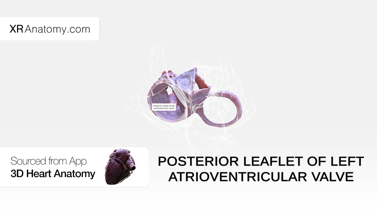 Posterior leaflet of left atrioventricular valve - YouTube
