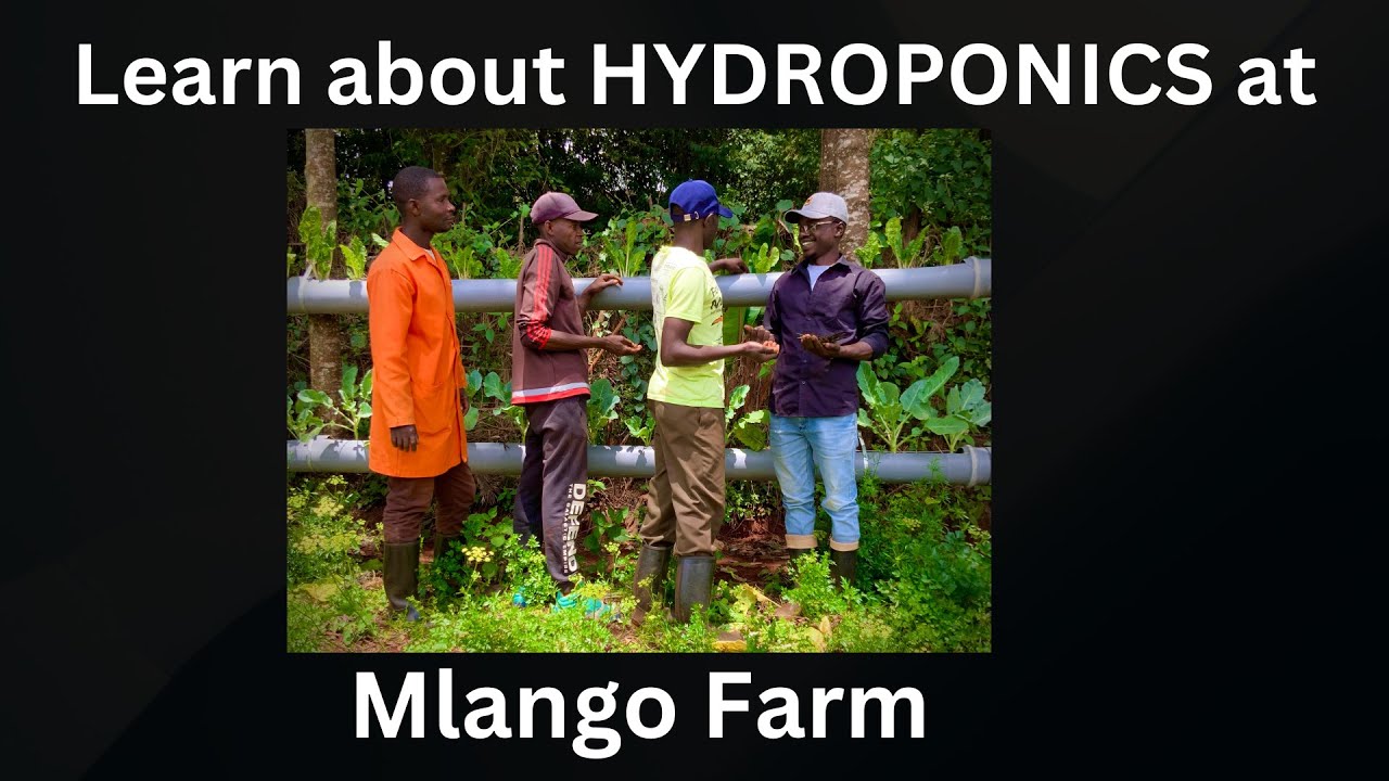 Learn about Hydroponics at Mlango Farm - YouTube