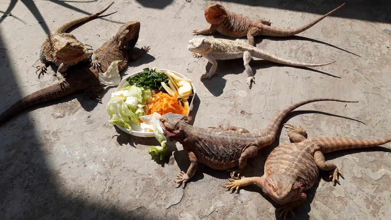 Pogonas comiendo frutas y verduras - YouTube