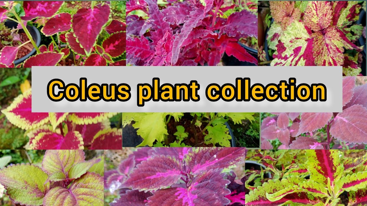 coleus plant collection#gardenvlog - YouTube