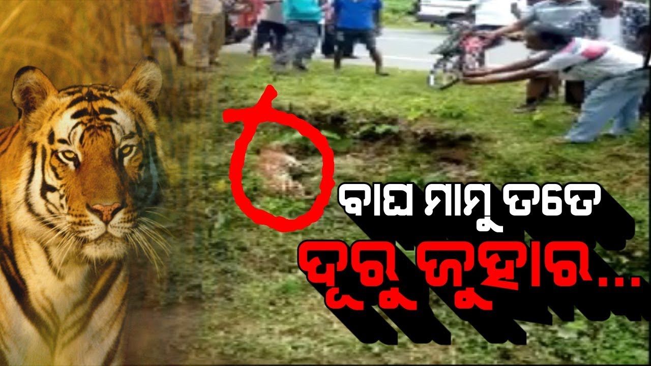 Horrific! Tiger Attacked Youth In West Bengal: Caught In Camera - YouTube