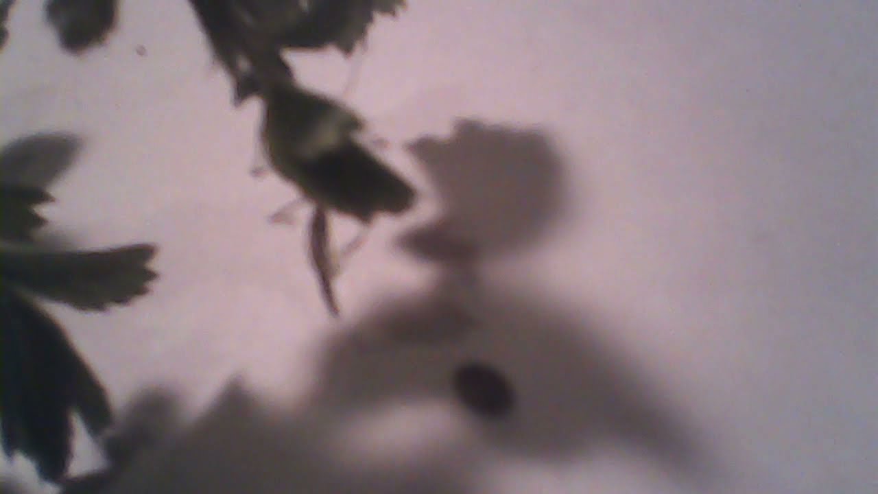 A stick insect after hatching (part 3) - YouTube