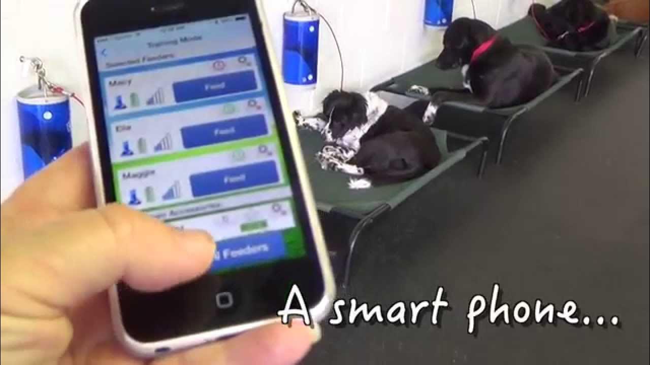 Training Multiple Dogs with Pet Tutor® Blu - YouTube