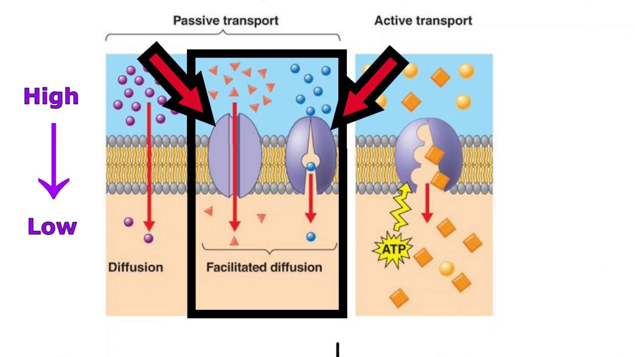 Science 10: C 2.2 Passive Transport - YouTube