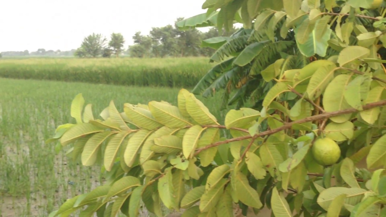 Guava Garden Punjab Pakistan - YouTube
