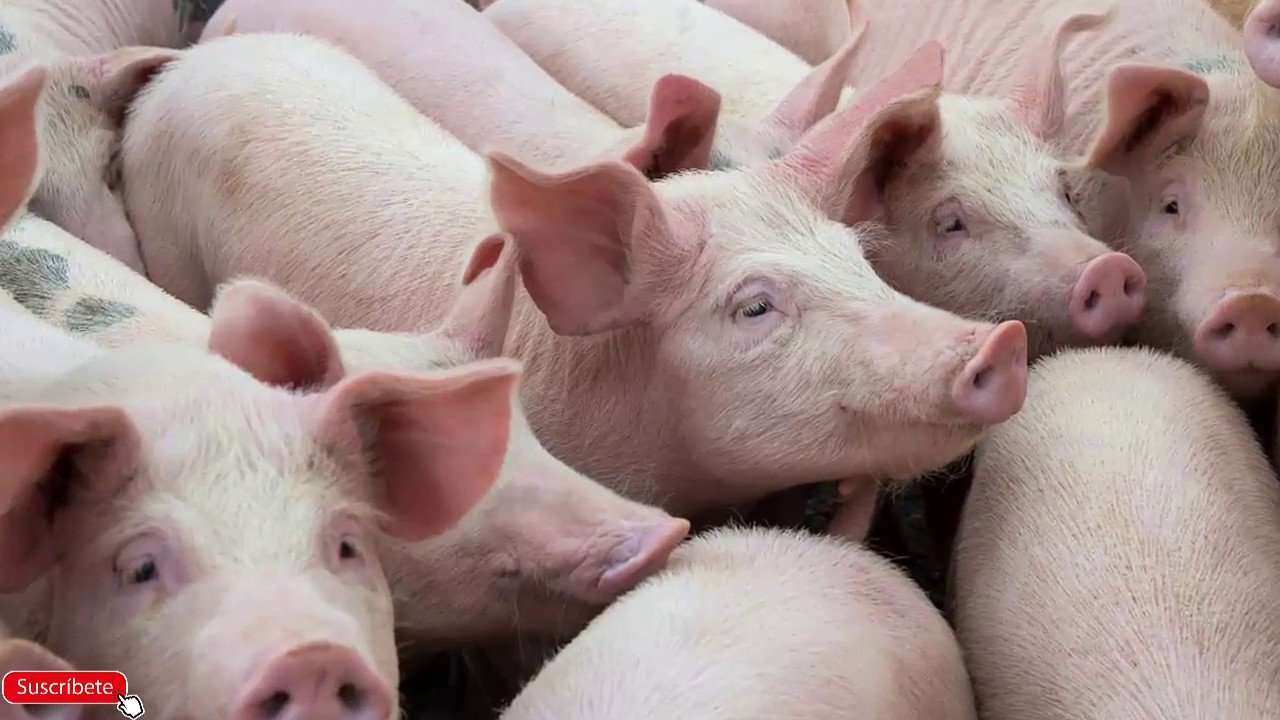 Selección De Cerdas Reproductoras - YouTube