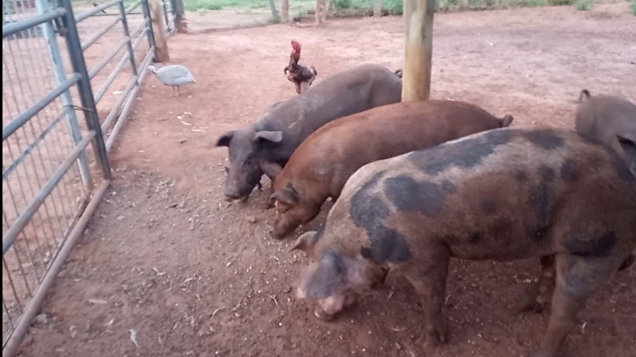 Criação de porco caipira: Novo reprodutor Porco Piau com Porca Quatro ...