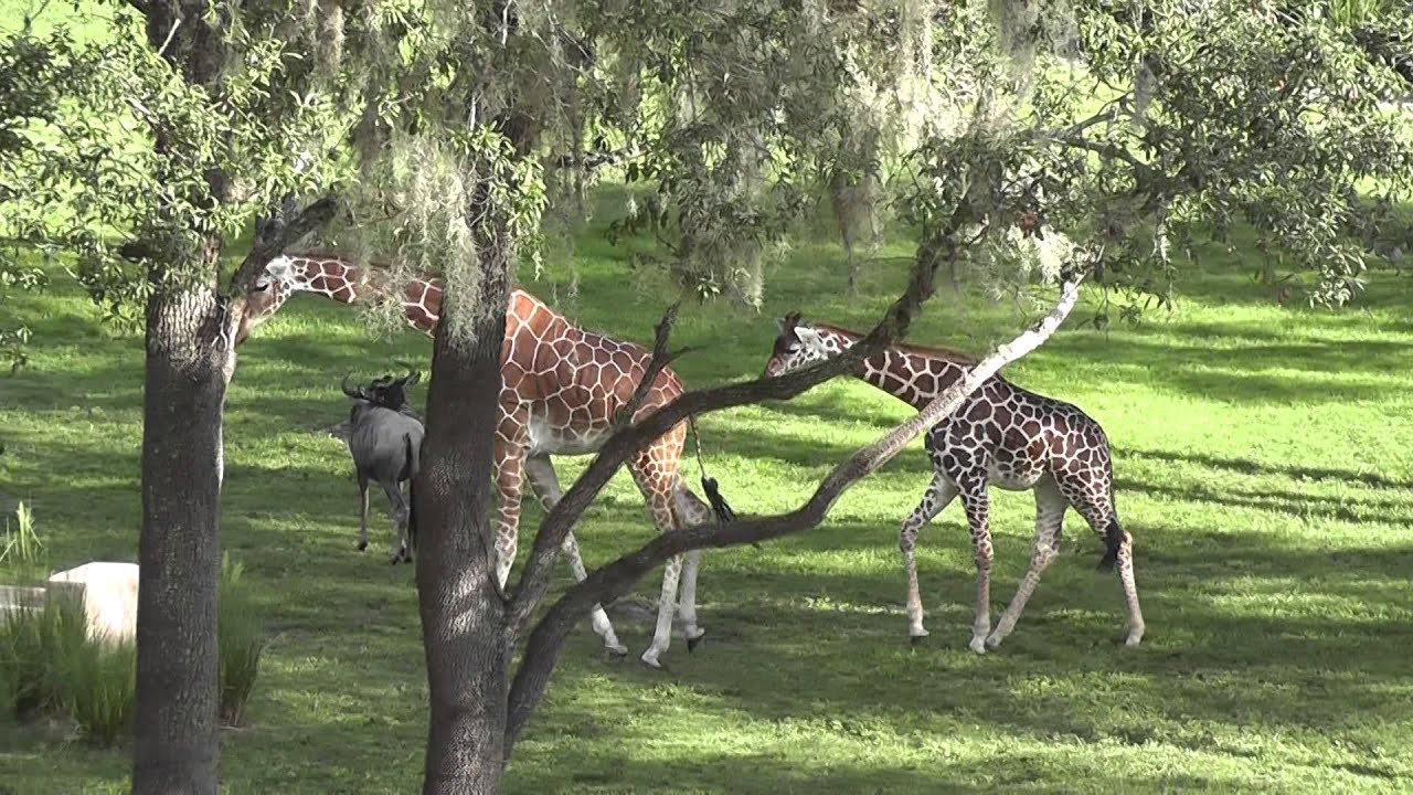 Disney's Animal Kingdom Lodge Watching Giraffes from Balcony - YouTube