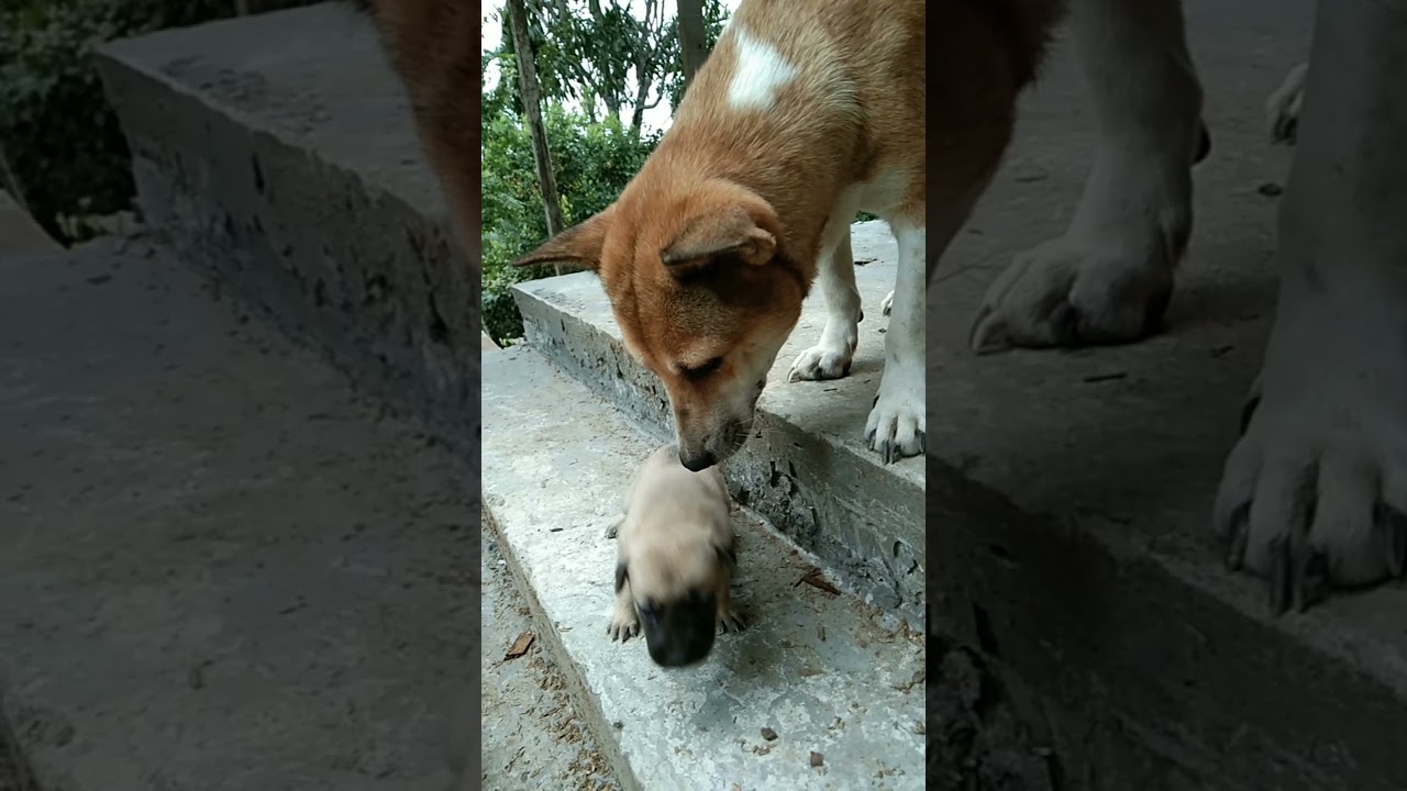 Anak Anjing Comel - YouTube