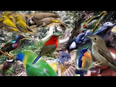 SUARA JITU PIKAT BURUNG RIBUT  { JANDA NDESAH } Pasti...Turun Ampuuh