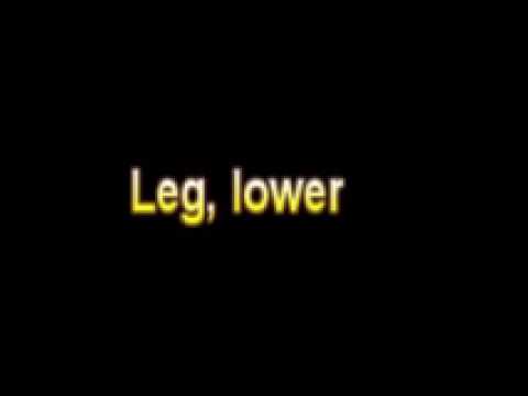 What Is The Definition Of Leg, lower - YouTube