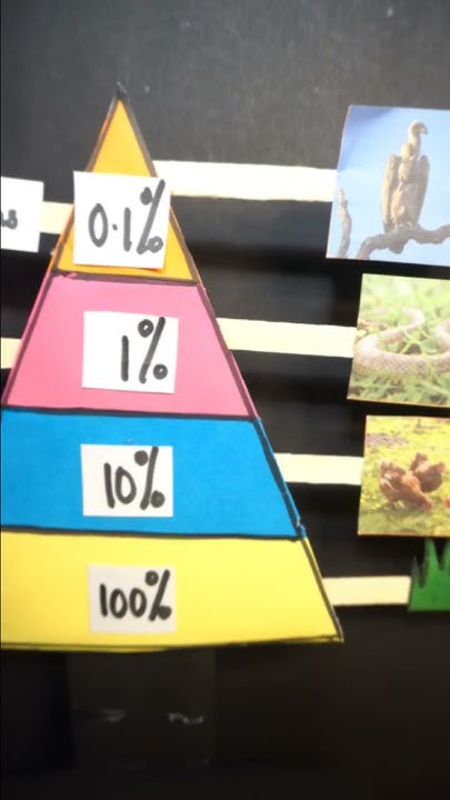 Ecological Pyramids in Ecosystem project model | Food Pyramid model ...