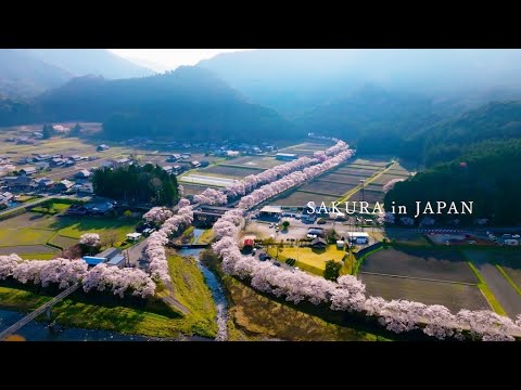 SAKURA in JAPAN_Shot on DPCA - YouTube