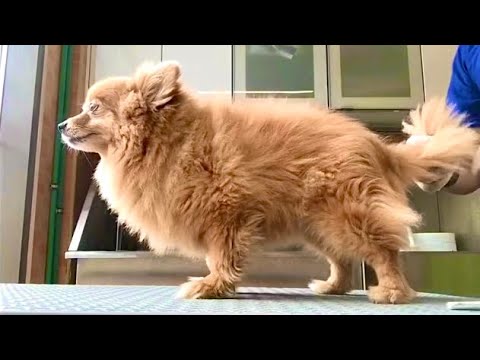 Full Coated German Spitz Grooming Haircut | Pet Grooming TV - YouTube