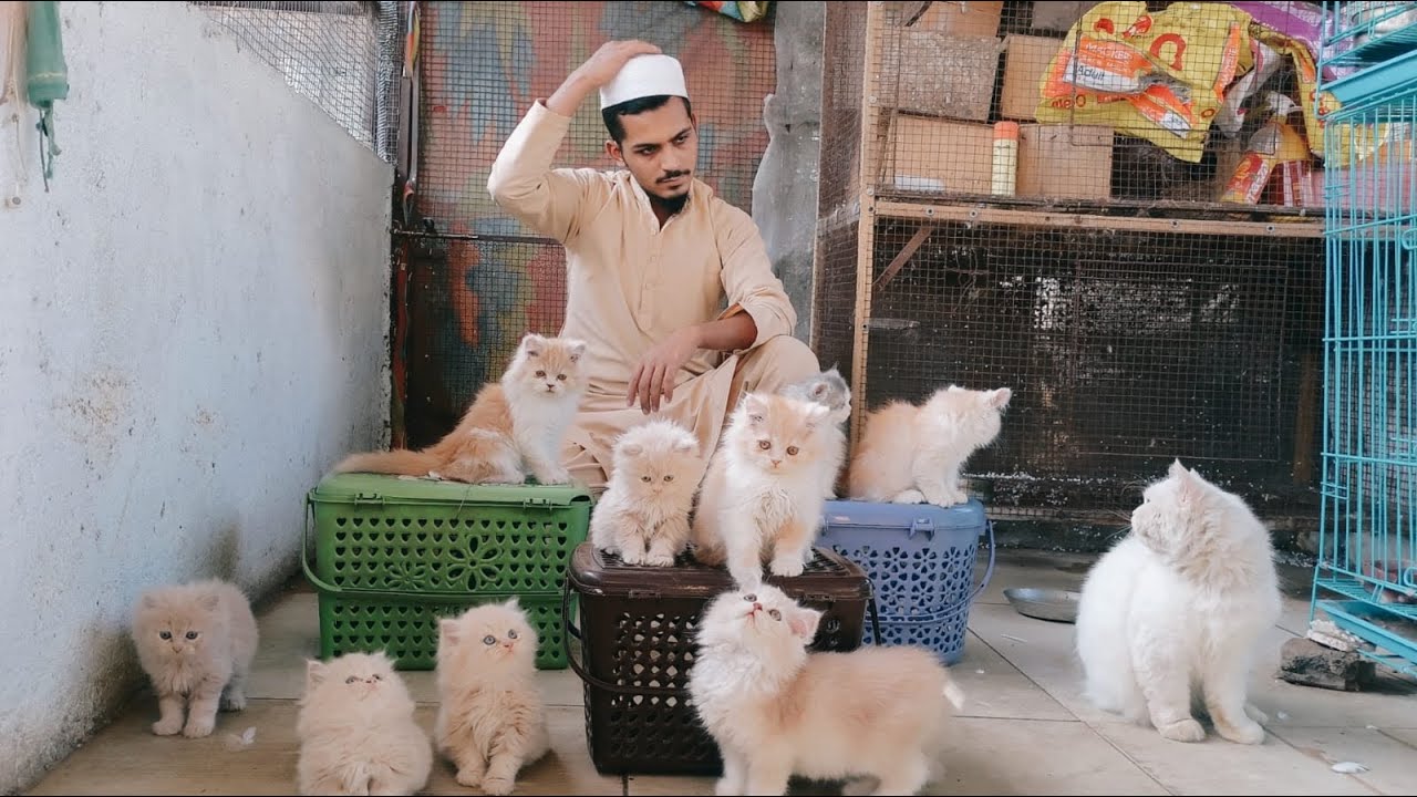 cat farming in india || beautiful 😍 kitten || pet’s Holic || persian ...