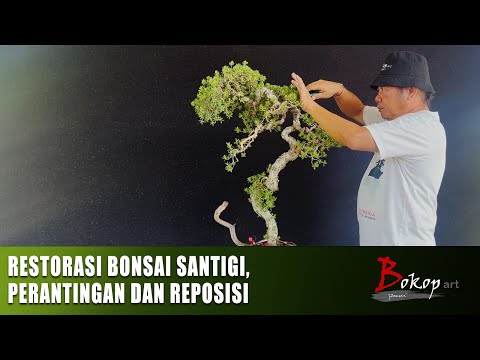 RESTORASI BONSAI SANTIGI, PERANTINGAN DAN REPOSISI