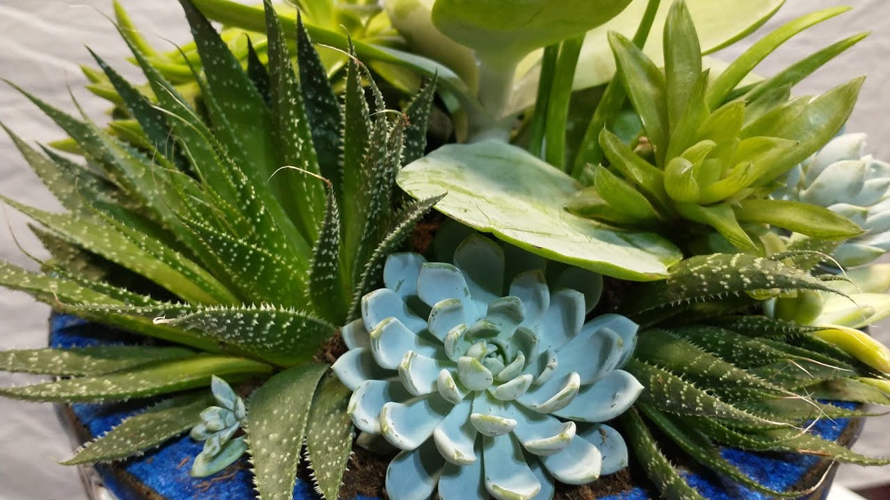 How To Repot A Succulent Arrangement @RovelynMWhisler - YouTube