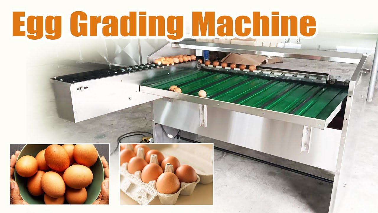 Increase Your Egg Sorting Speed with Our Cutting-Edge Grading Machine # ...