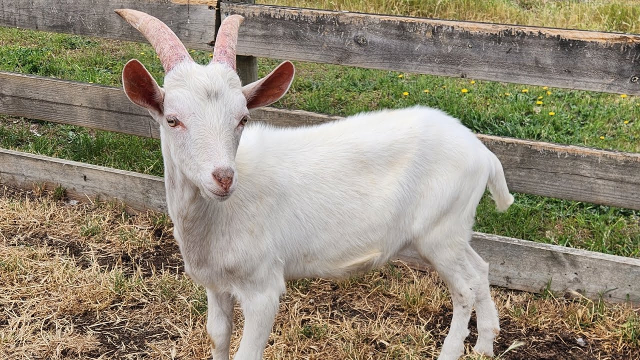 How To Skin A Goat - YouTube