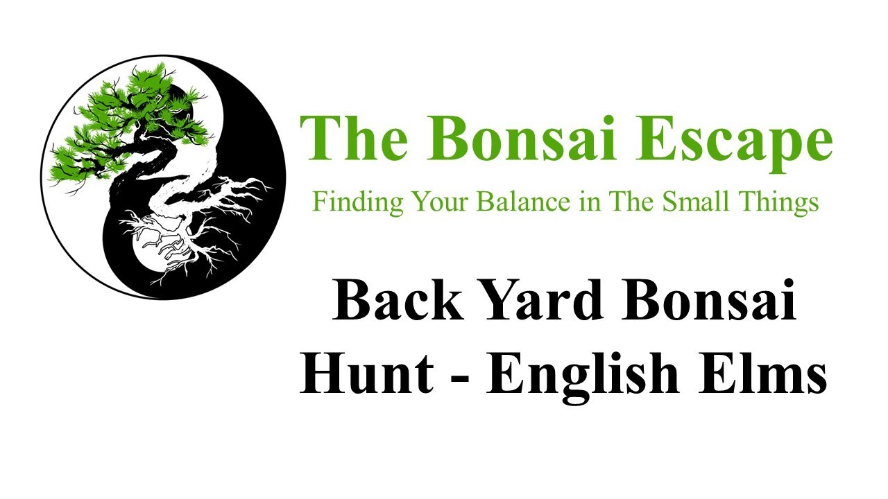 Bonsai hunting, English Elm Trunk Chop - YouTube