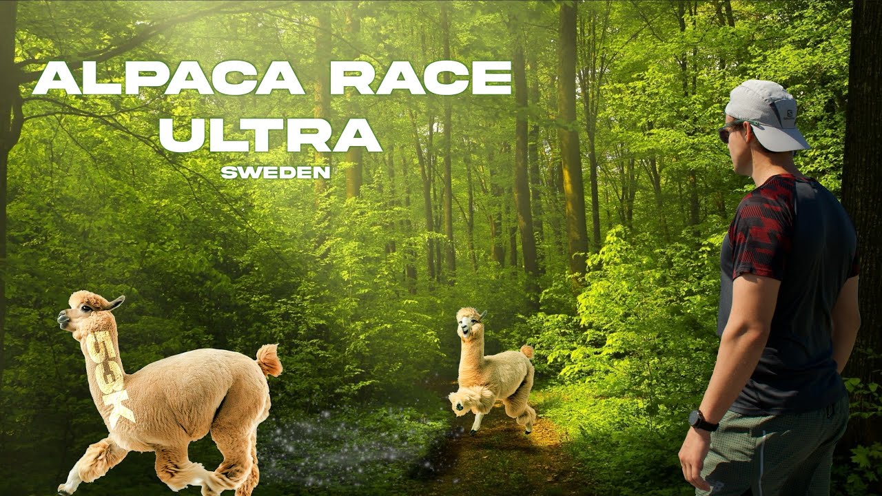 Swedish Ultra Marathon Journey | Alpaca Race - YouTube
