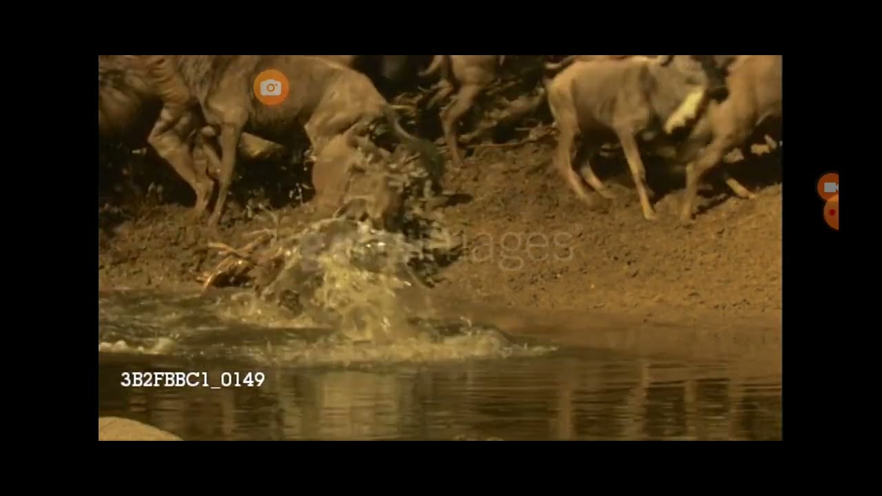 Wildebeest run 2 - YouTube