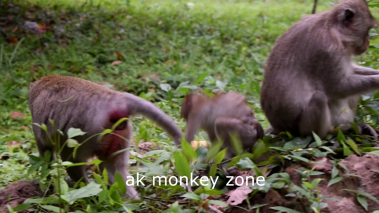 A Little monkey play with friend /ak monkey zone/ - YouTube